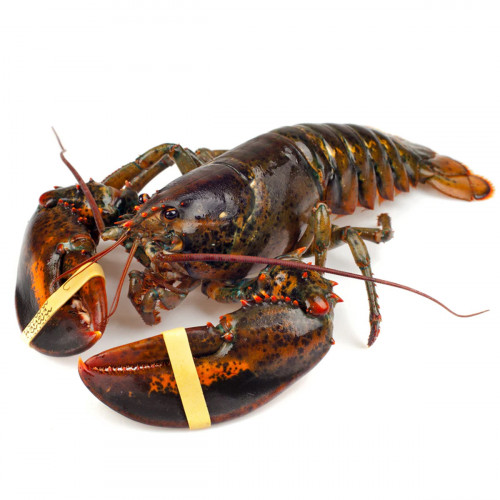 Lobster Canada 1Kg